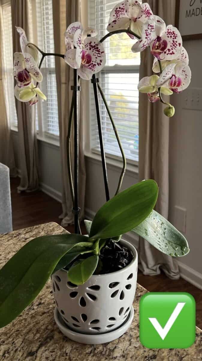 Orchid Care 101: Beginners Guide to Re-potting and Care - Build a Cozy Home