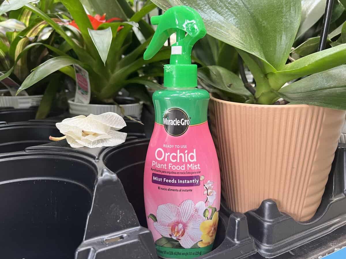 Orchid Care 101: Beginners Guide to Re-potting and Care - Build a Cozy Home