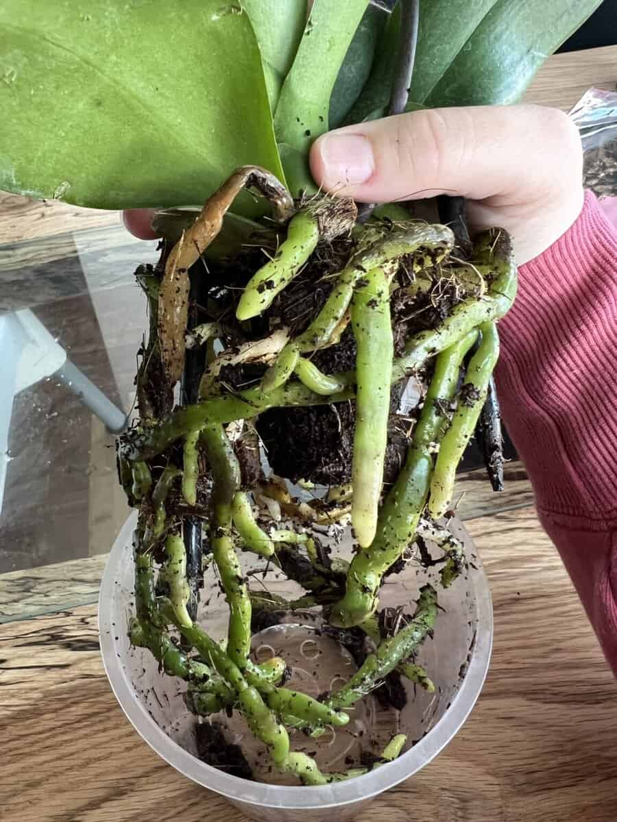 Orchid Care 101: Beginners Guide to Re-potting and Care - Build a Cozy Home